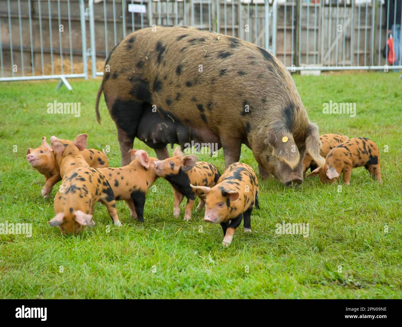 British black piglets hi-res stock photography and images - Alamy