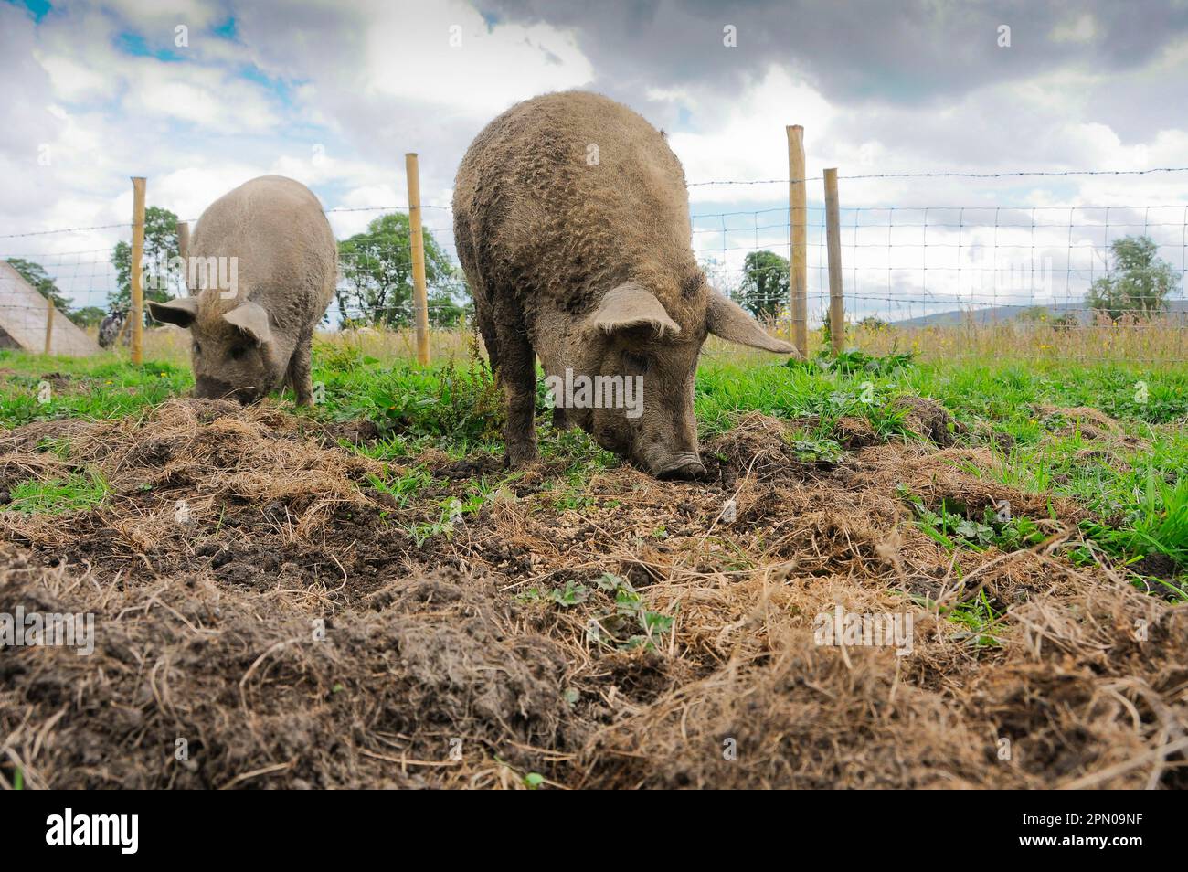 Domestic pig, Mangalitsa gilts, feeding on pellets in a paddock next to ...