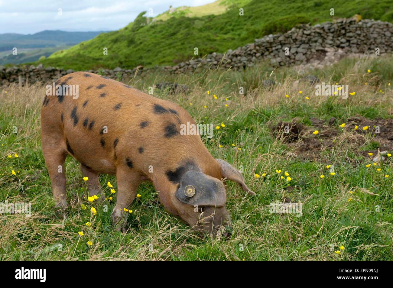 Oxford sandy and black pig hi-res stock photography and images - Alamy