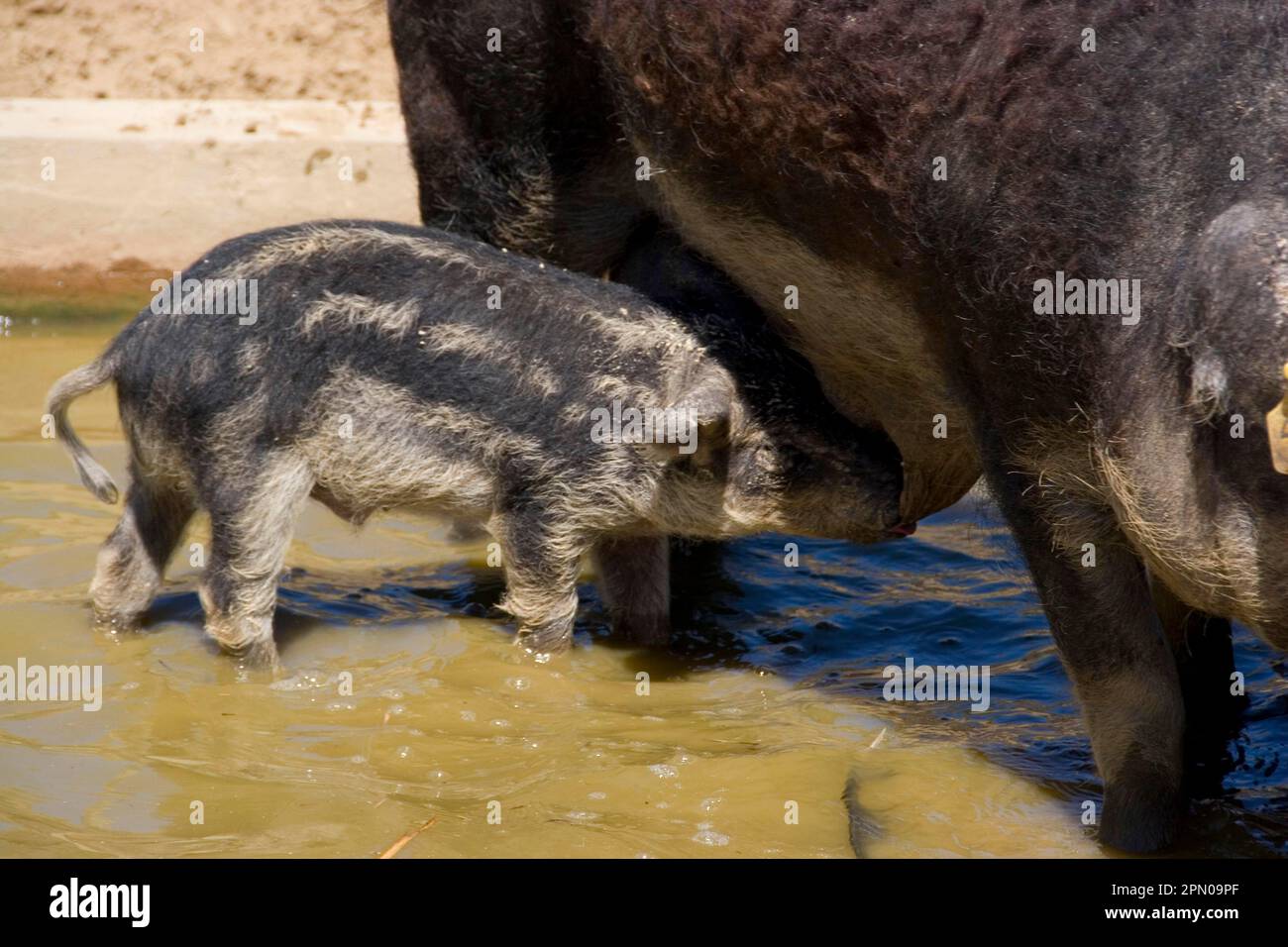 Mother pig baby piglet hi-res stock photography and images - Alamy