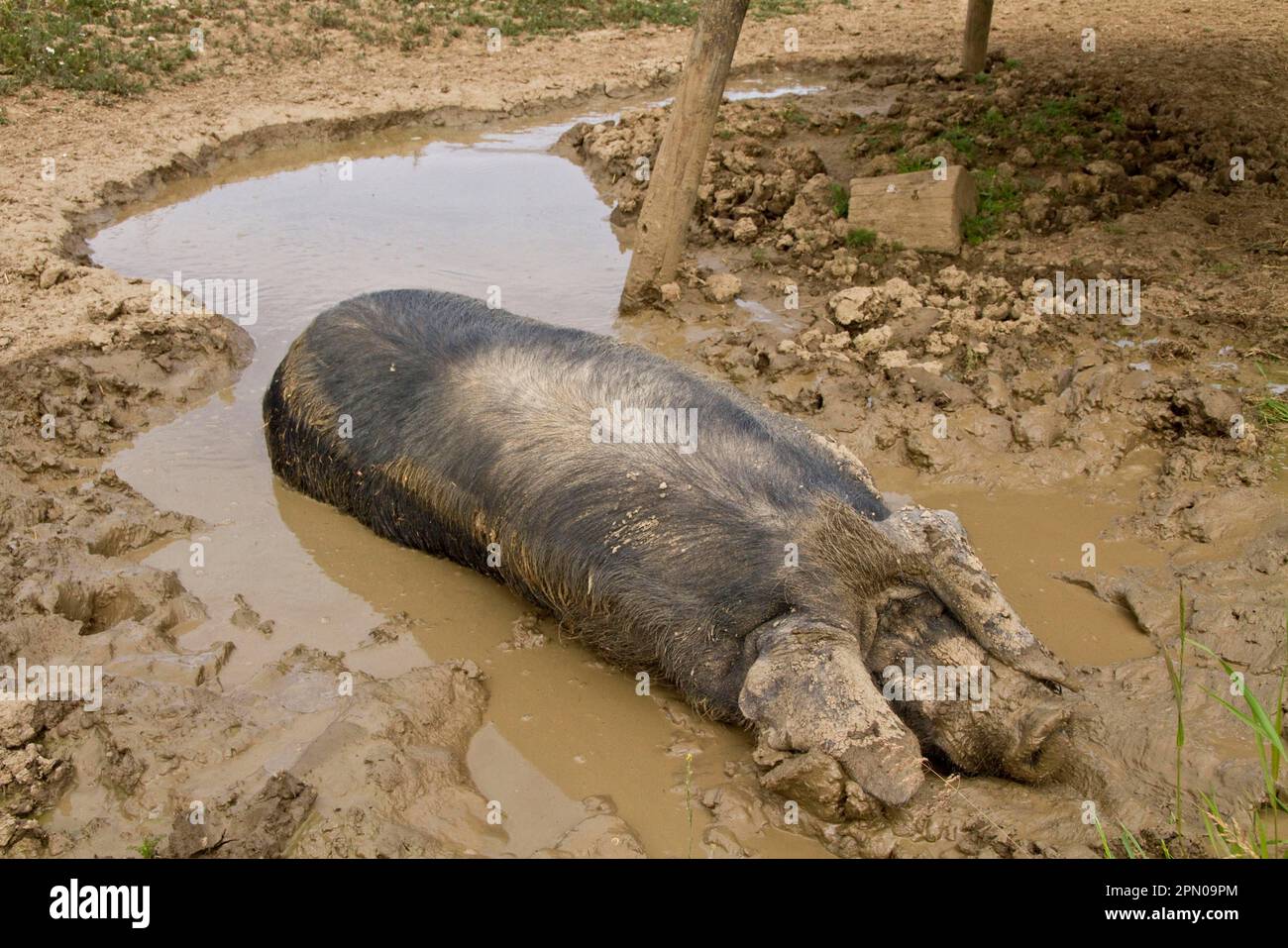 Big Black Pig in Mud Shoal Stock Photo - Alamy