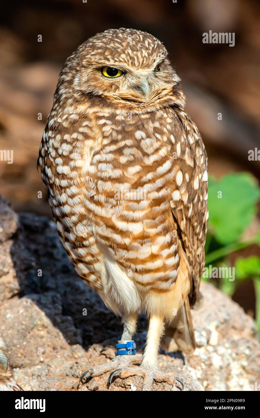 Borrowing owl hi-res stock photography and images - Alamy