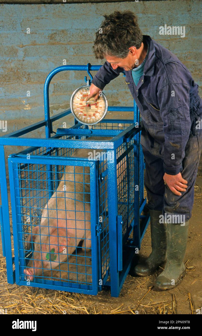 Pig farming, farmer with pig weight, 6 months, 100kg, England, Great ...