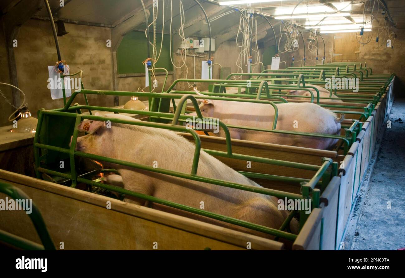 Pig farming, Large White sows, in farrowing crates with piglets ...