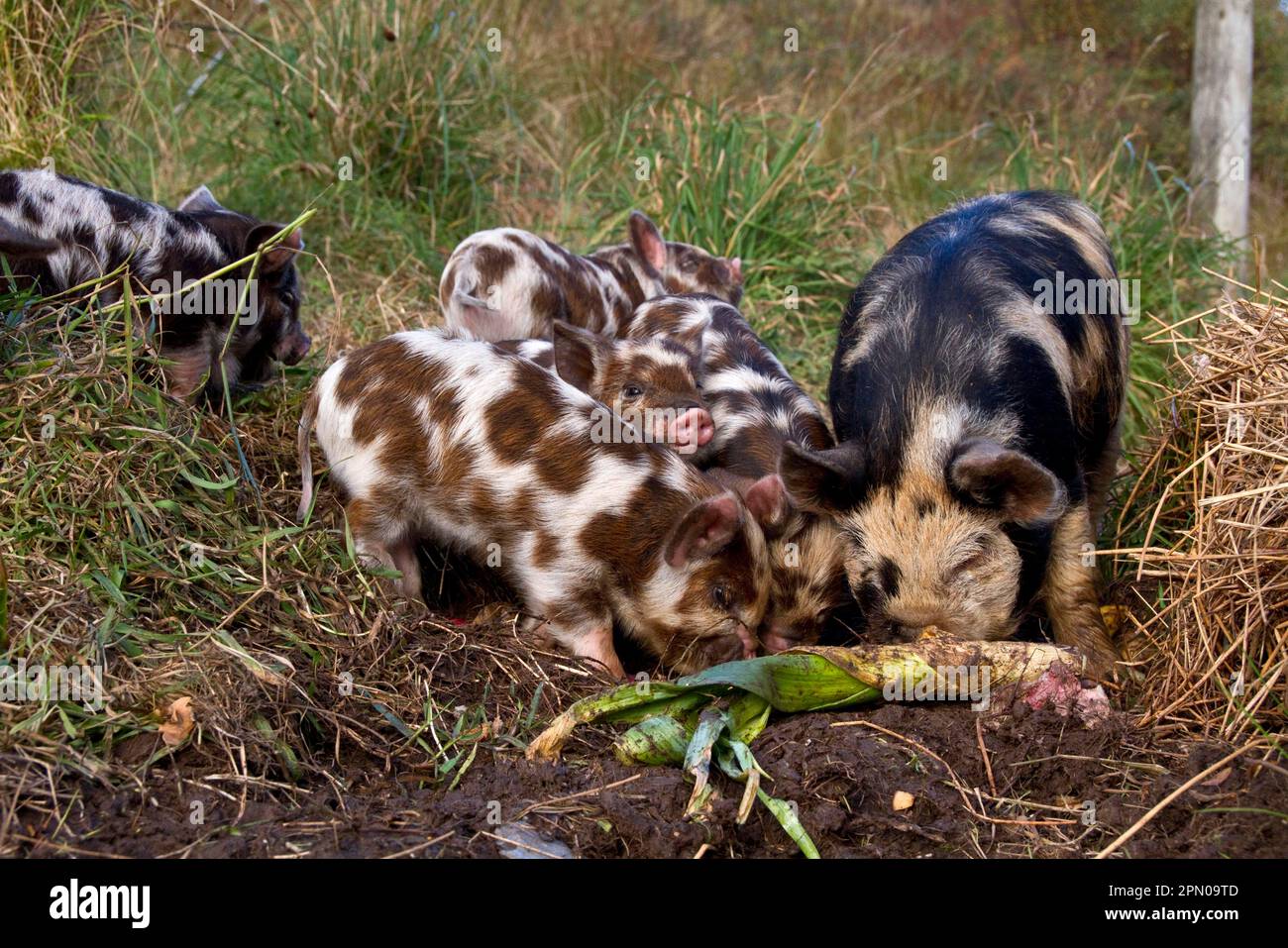 Kune kune pigs hi-res stock photography and images - Alamy