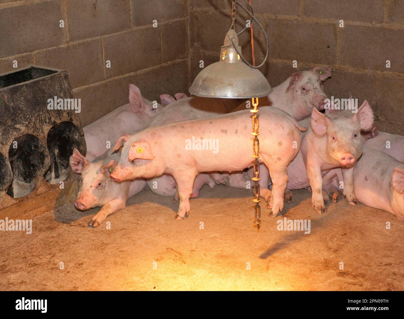 Pig farming, weaner pigs, in pen with heat lamp and feeder, with chain ...