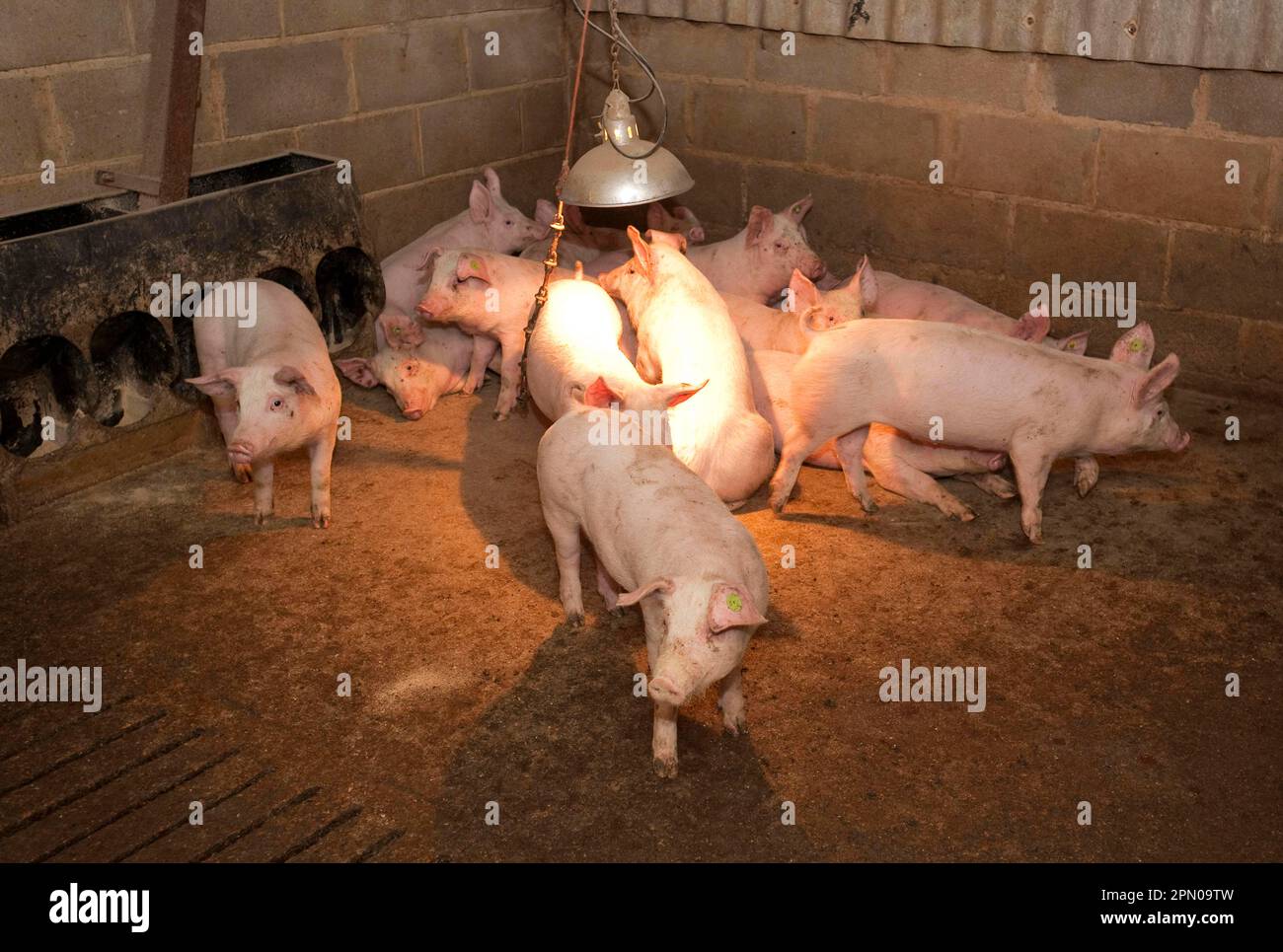 Pig farming, weaner pigs, in pen with heat lamp and feeder, with chain ...