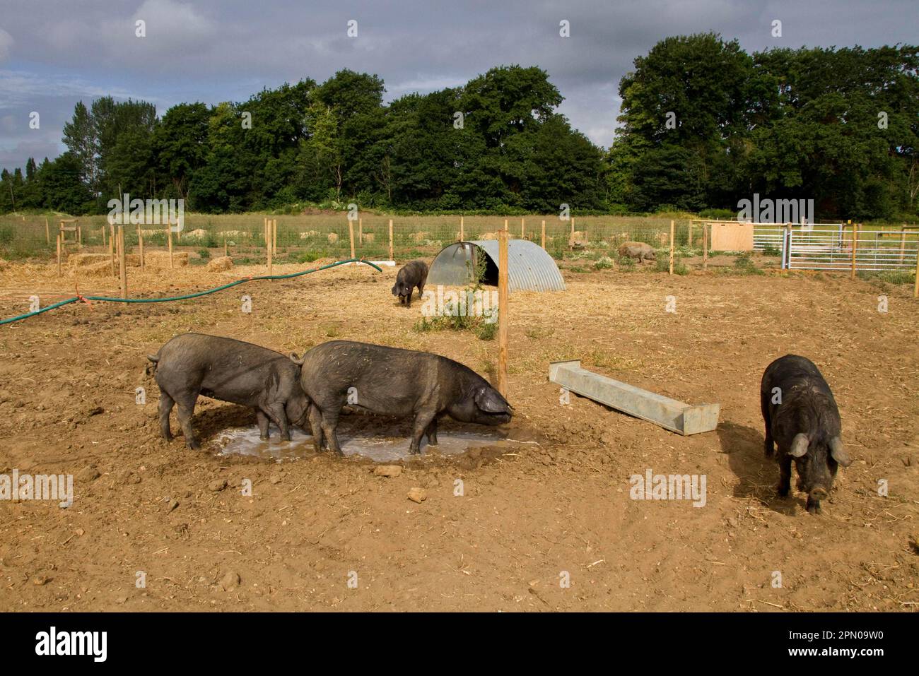 Big black pigs in the rearing enclosure Stock Photo - Alamy