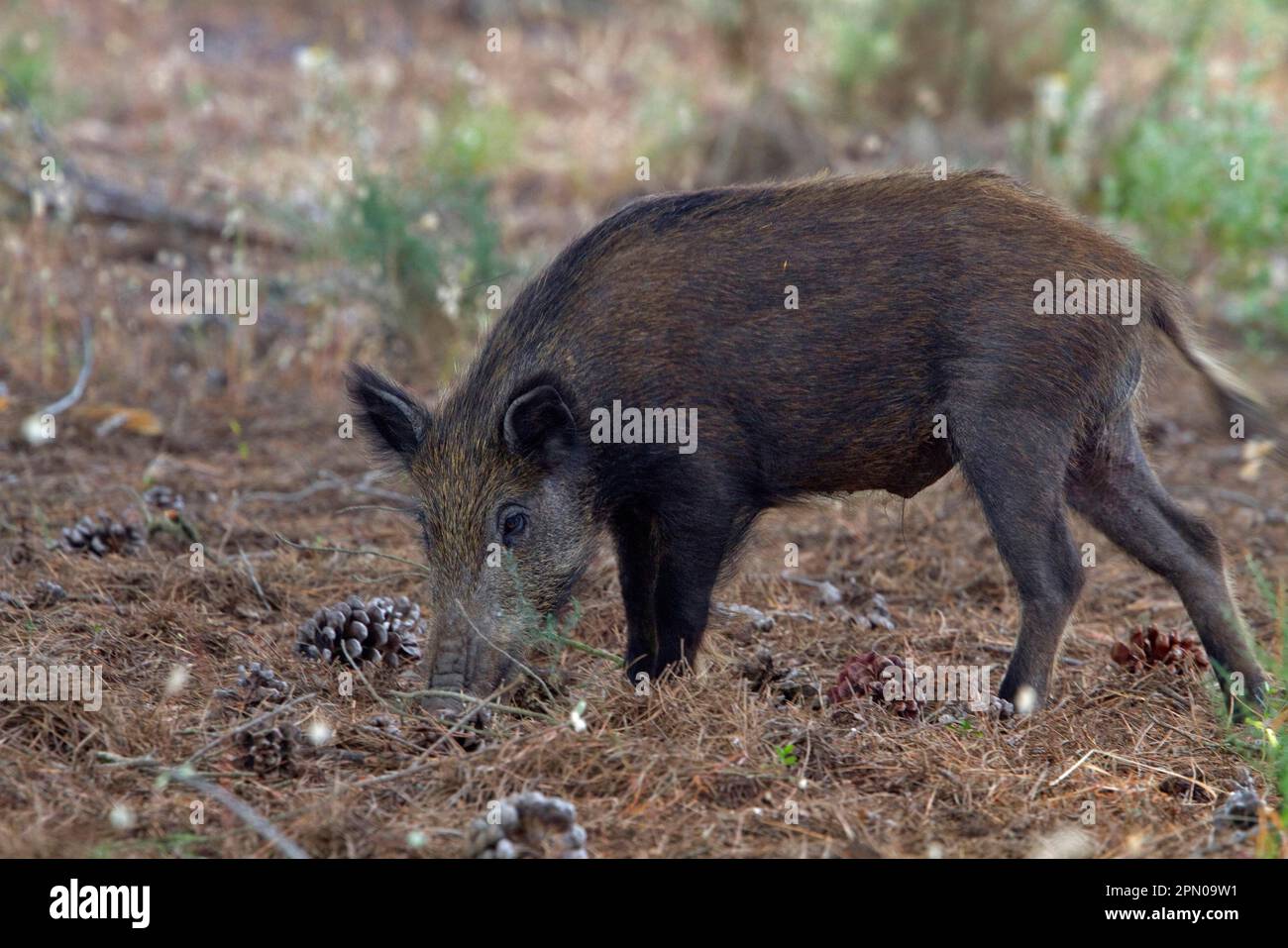 Wild boar roots for food under pine trees, Coto Donana, Spain Stock ...