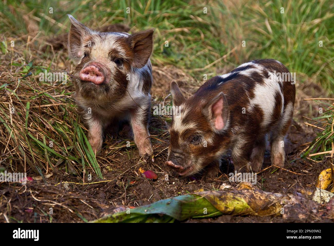 Kune kune pigs hi-res stock photography and images - Alamy