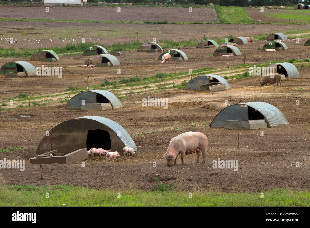Free-range pigs Sows with piglets and bows Stock Photo - Alamy