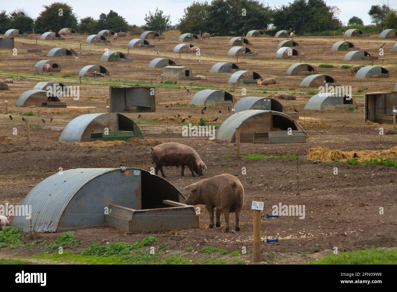 Free-range pigs Sows with piglets and bows Stock Photo - Alamy