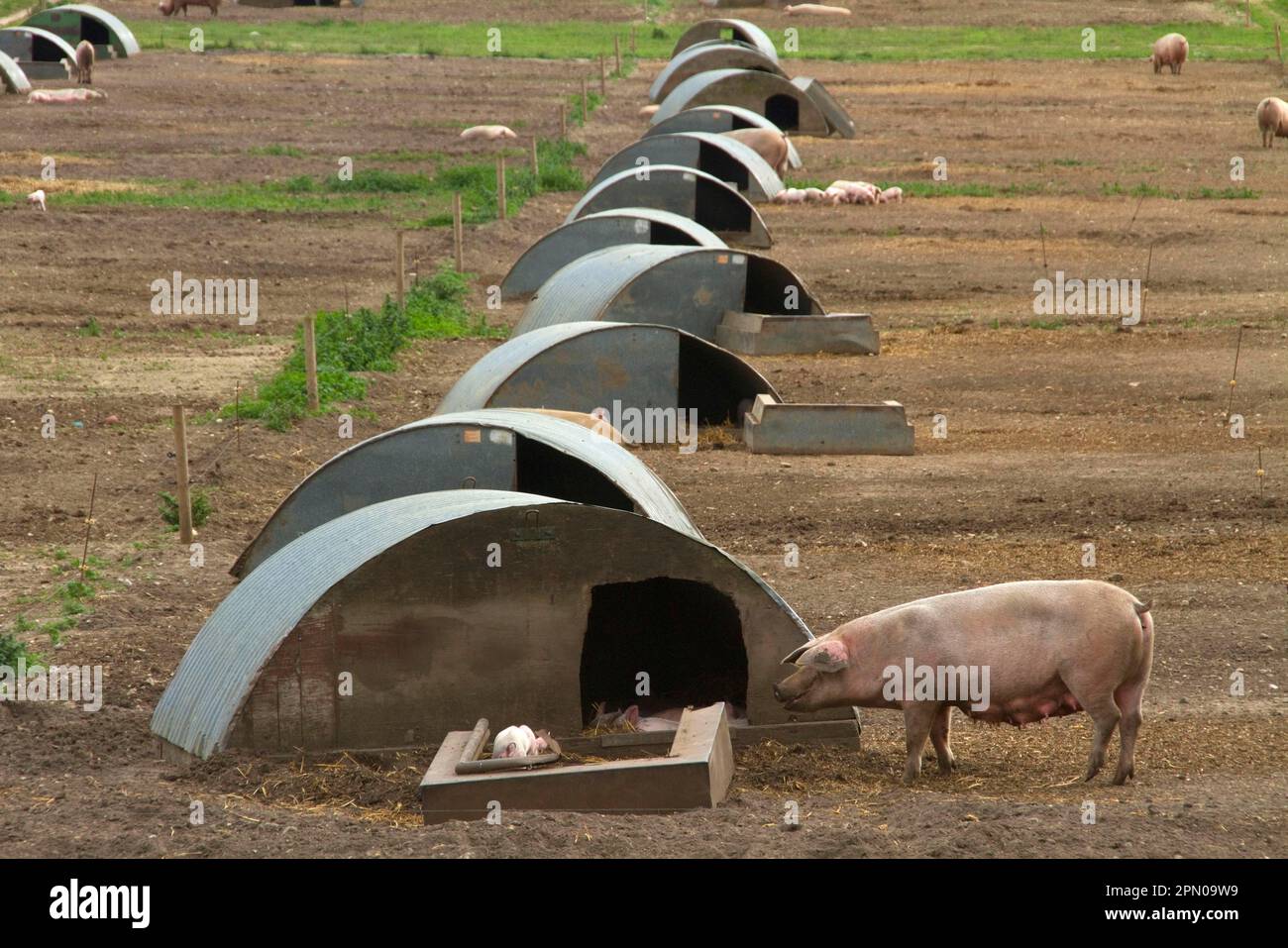 Sow keeping hi-res stock photography and images - Alamy