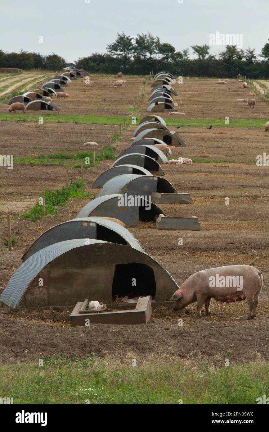 Free-range pigs Sows with piglets and bows Stock Photo - Alamy