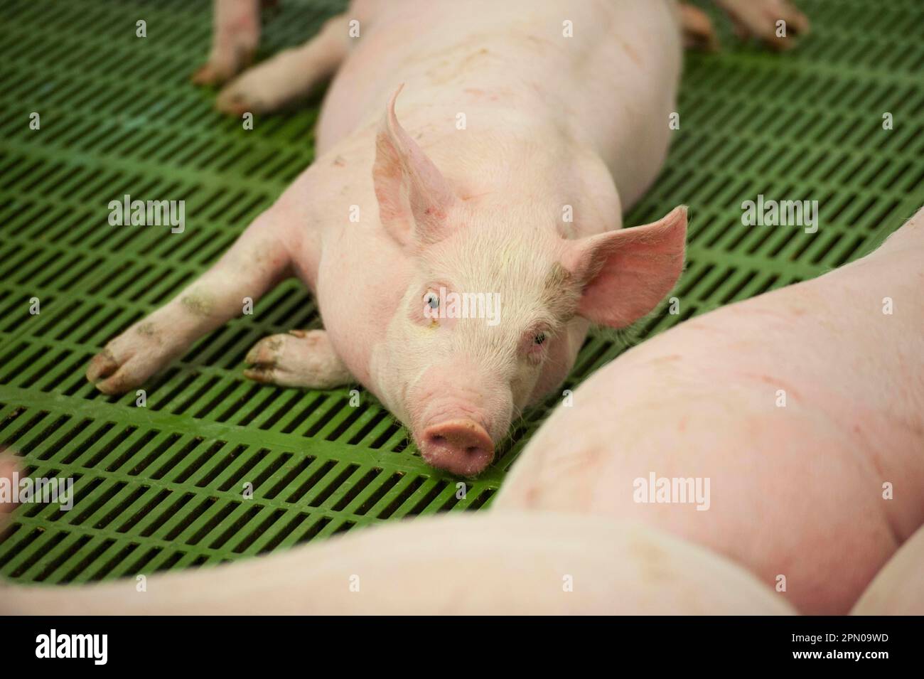 Pig farming, eleven-week old weaners, resting on slats in indoor unit ...