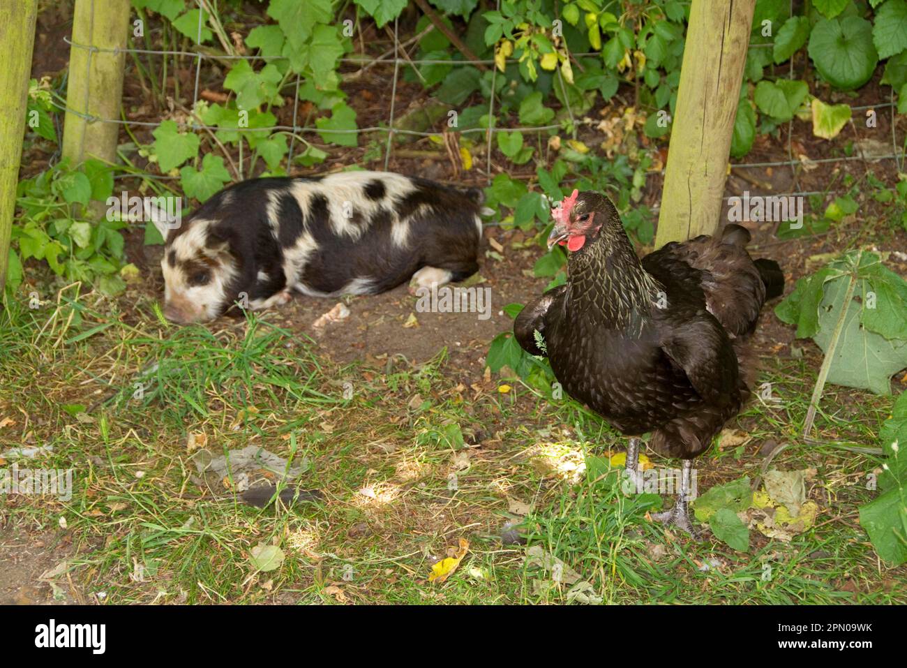 Chicken and pig hi-res stock photography and images - Alamy