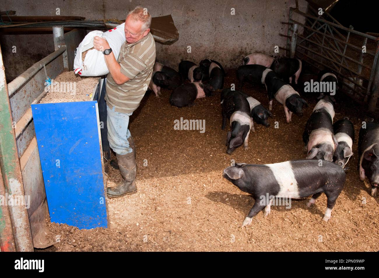 Pig farming, farmer puts feed in trough, British Saddle cow weaners in ...