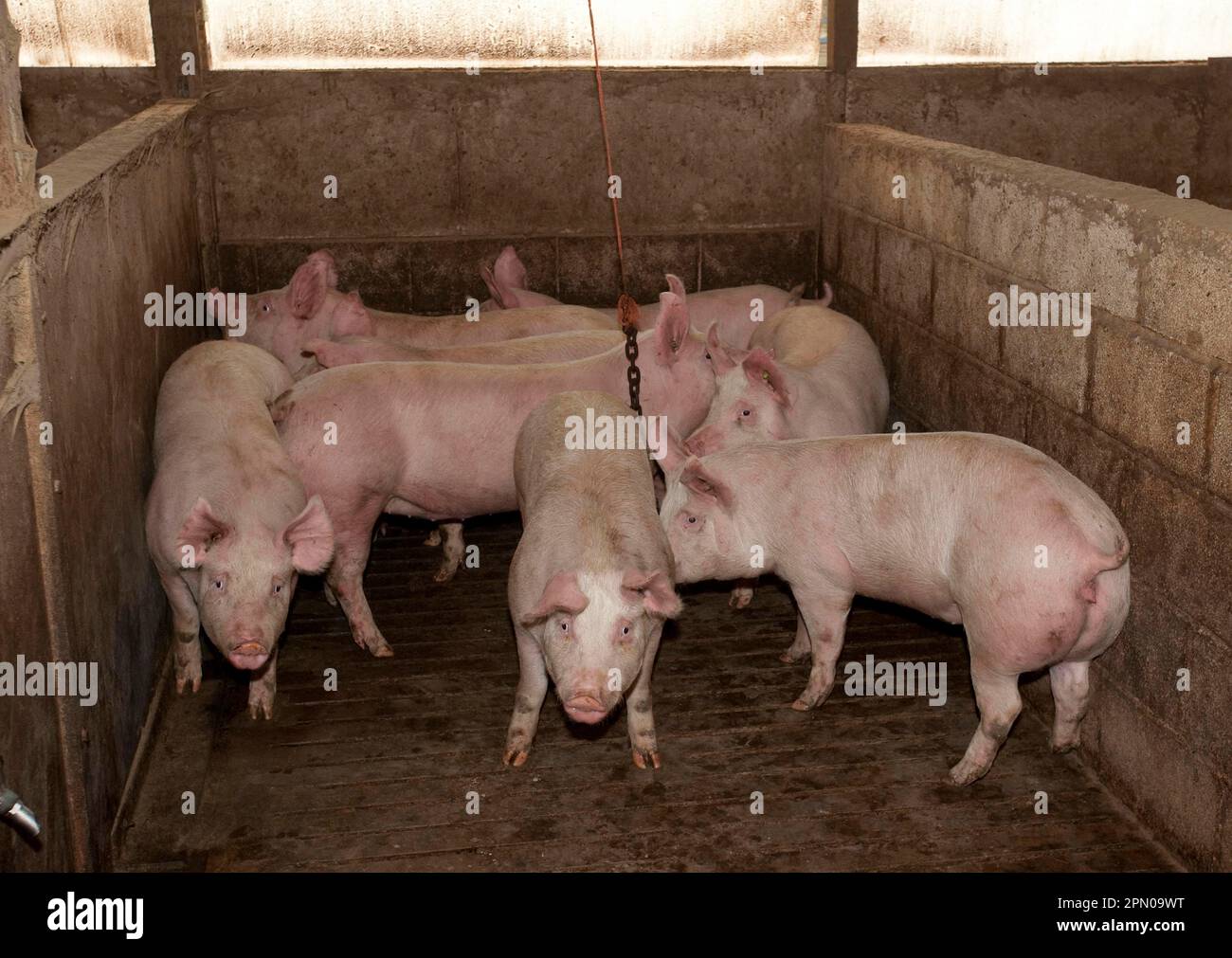 Pig farming, fattening pigs, in fattening house with concrete slatts ...