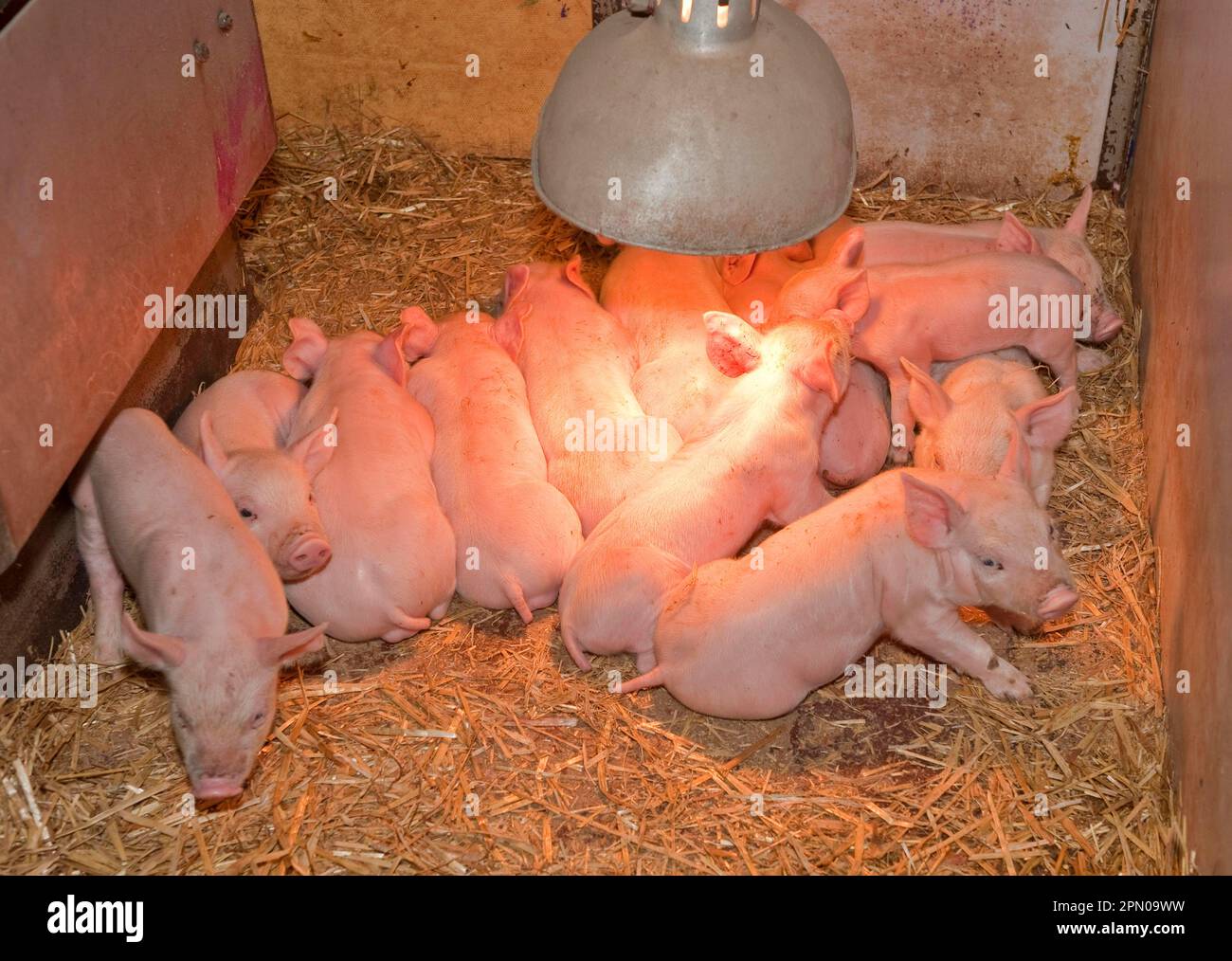 Pig farming, Large White cross piglets, under heat lamp, England, United Kingdom Stock Photo - Alamy