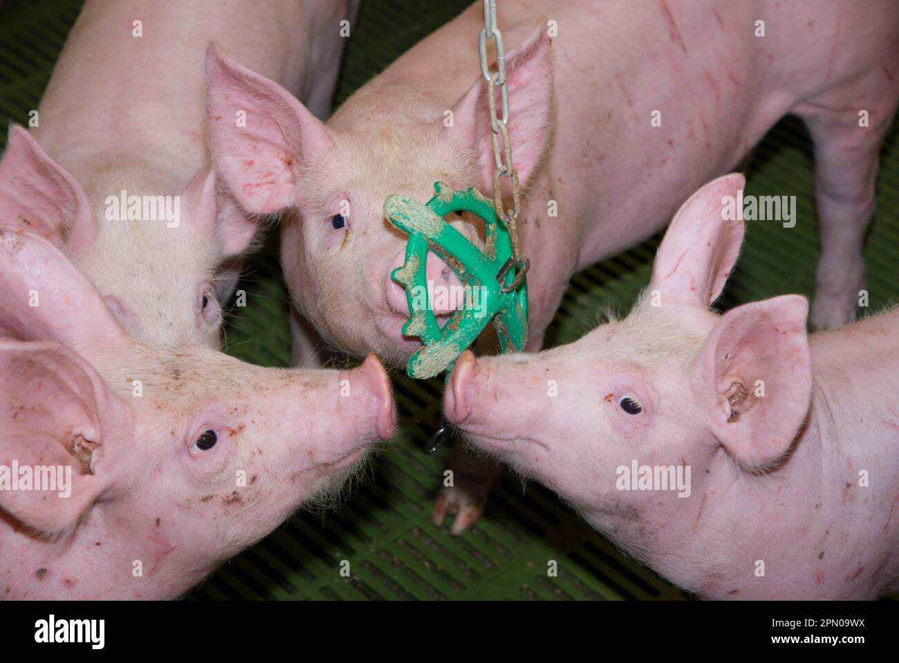 Pig farming, eleven-week old weaners, with hanging 'toy' to alleviate ...
