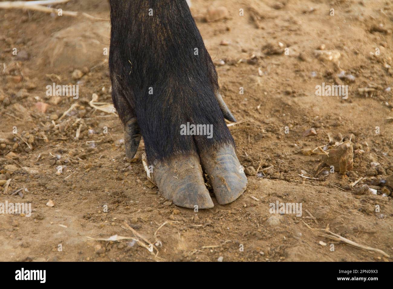 Trotters up hi-res stock photography and images - Alamy