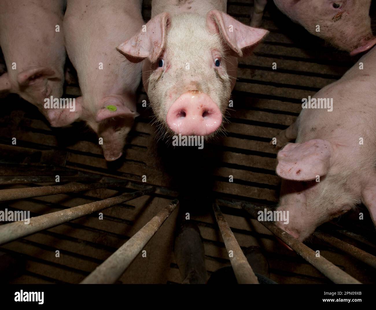 Pig farming floor hi-res stock photography and images - Alamy