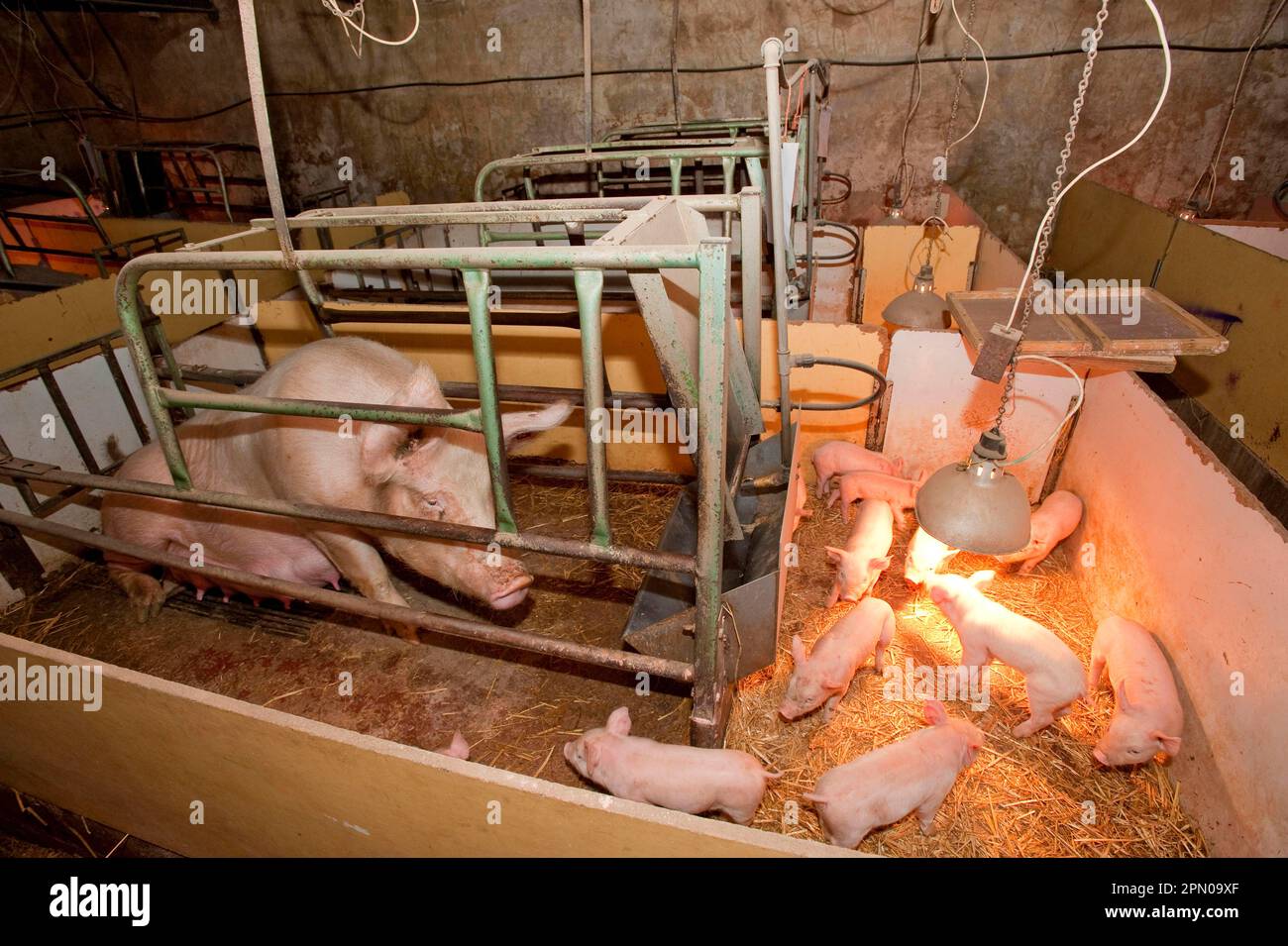 Super Large Cages For Piggies