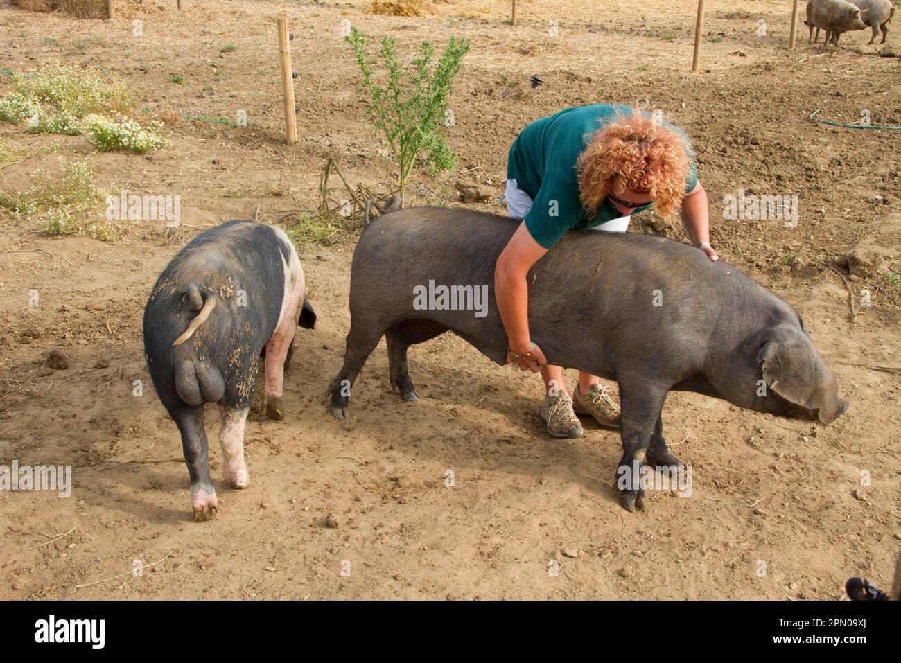 Domestic pig, large black and saddle liver, owner who takes care of ...