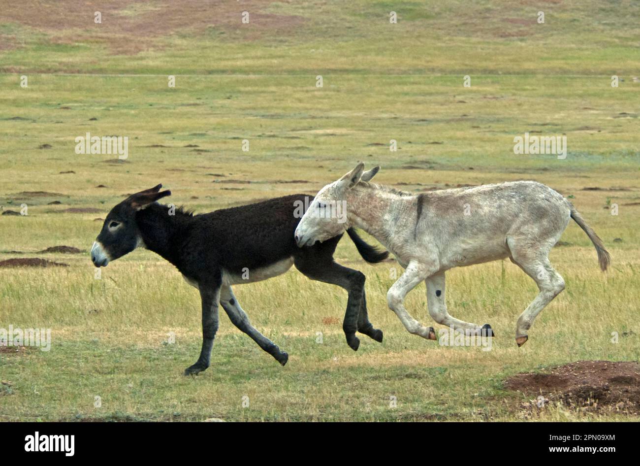 Donkey, 'Wild Burro' feral adults, two running in prairie, Custer State ...