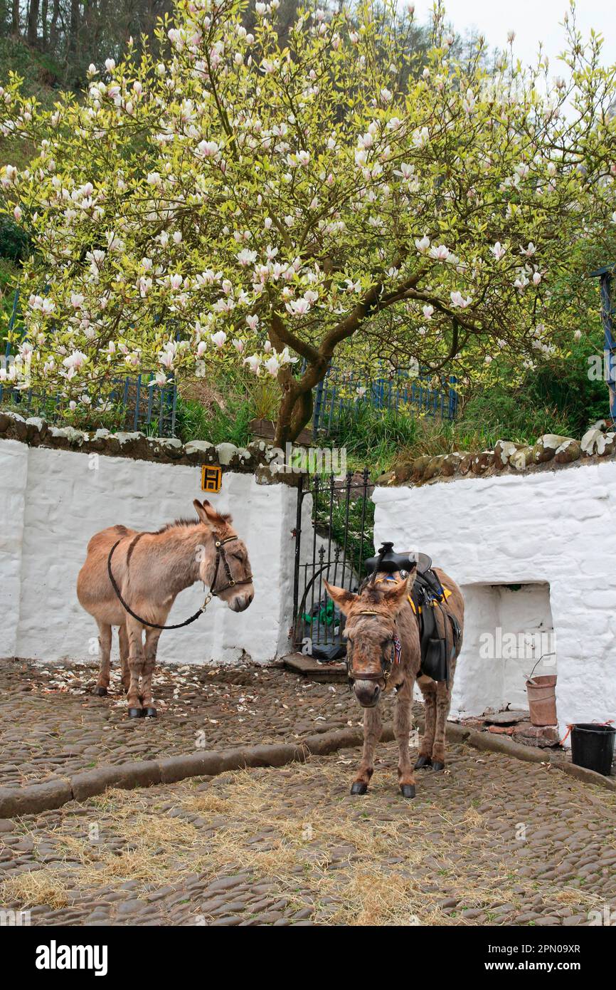 Donkey, two adults, used for donkey rides, waiting under the magnolia ...