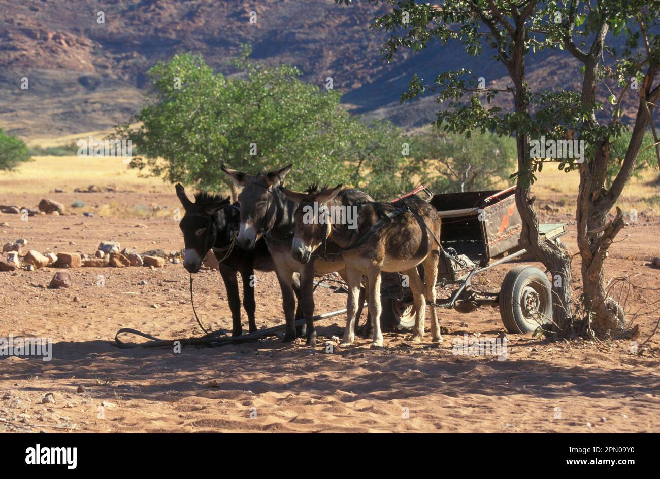 Donkey Donkey with cart in the shade of a tree, Namibia Stock Photo - Alamy