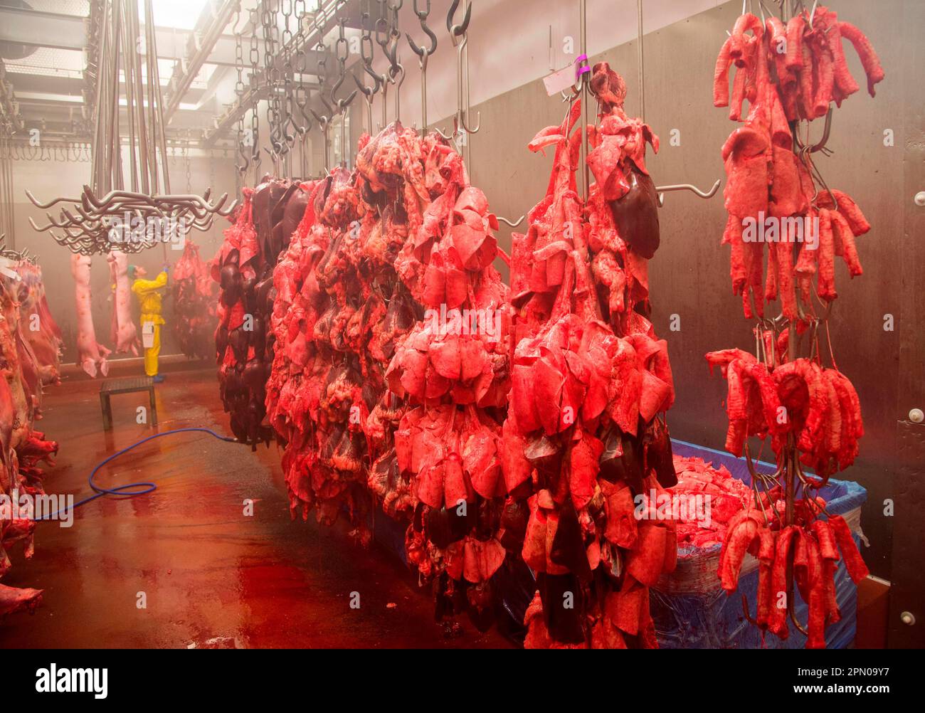 Pig offal hanging in abattoir, Yorkshire, England, United Kingdom Stock ...