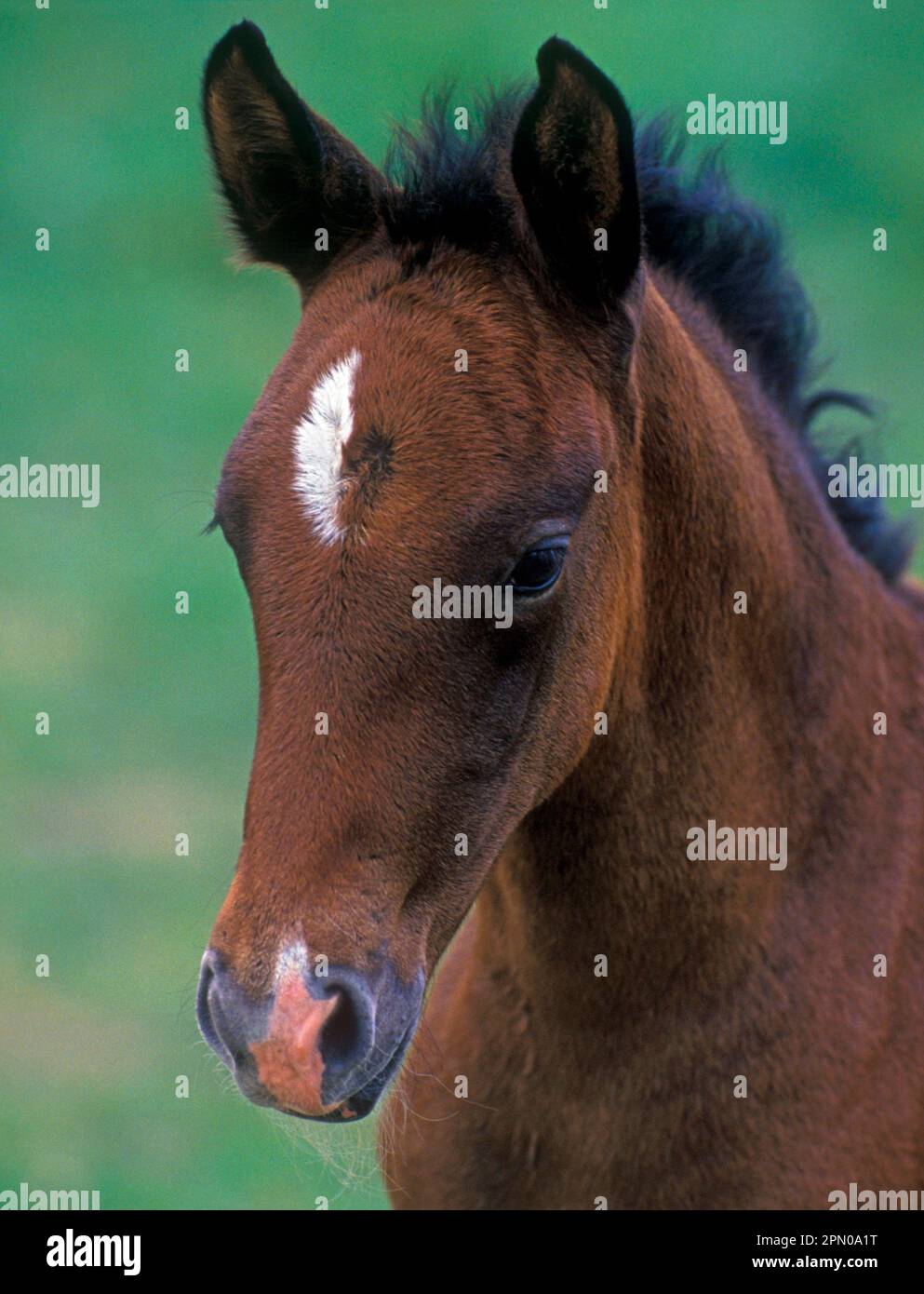 Horse, Lippizaner foal, close-up of the head Stock Photo - Alamy