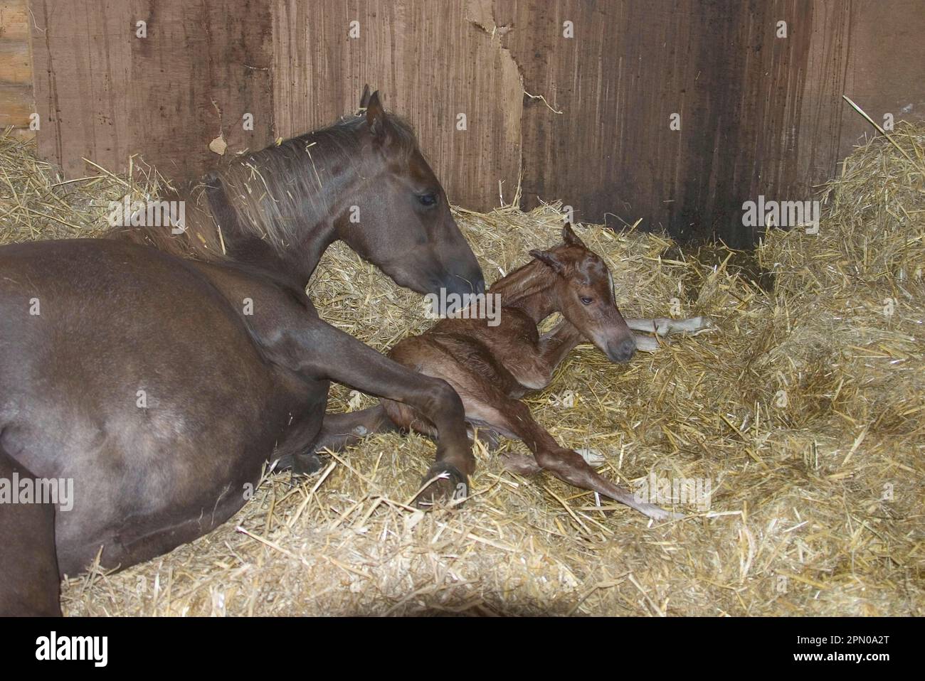 Welsh Section B Mare, Born, Colt, Foal, Horse, Birth Stock Photo - Alamy