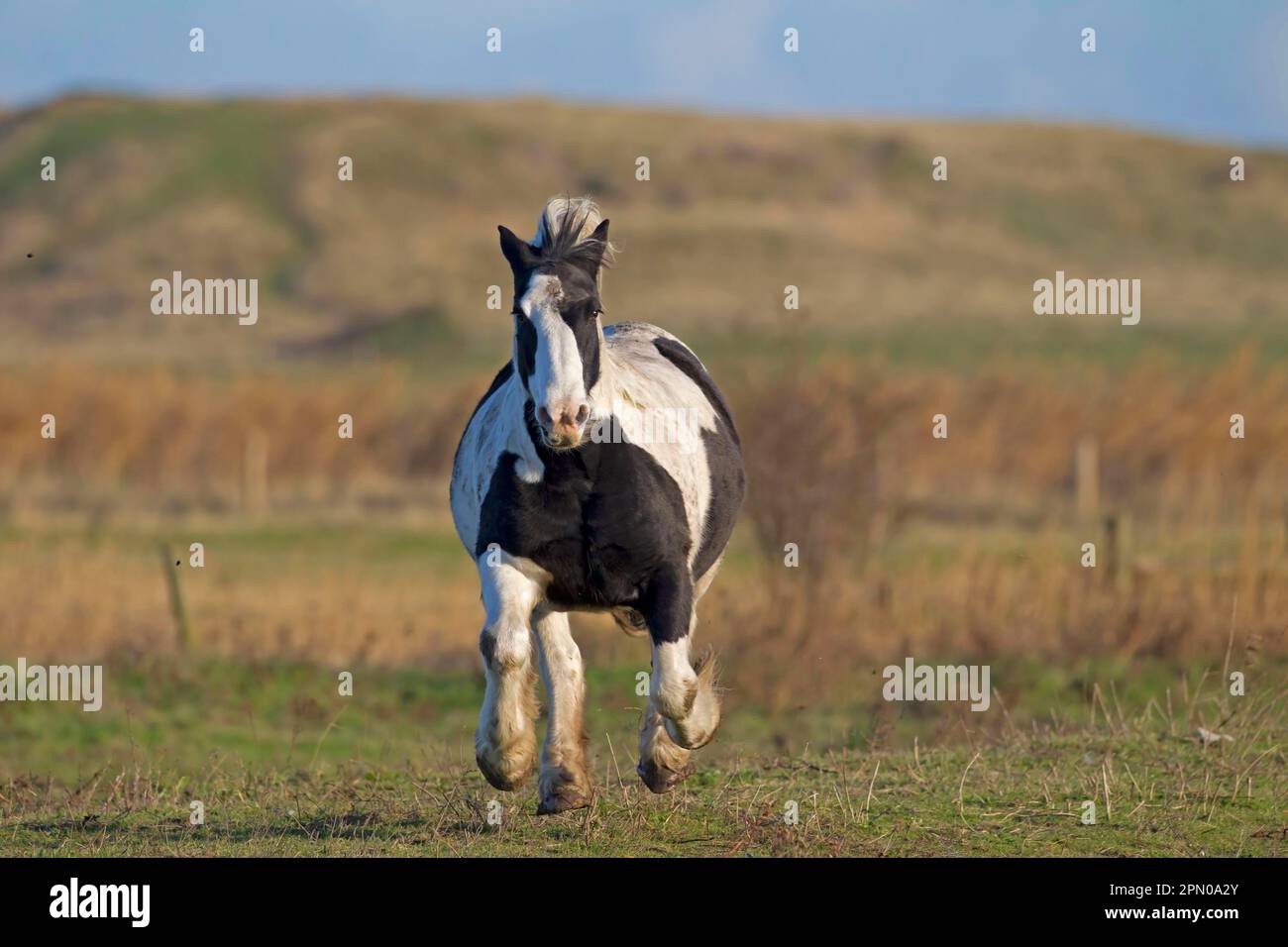Horse, Irish Cob (Gypsy Pony), adult, galloping in the pasture, Norfolk ...