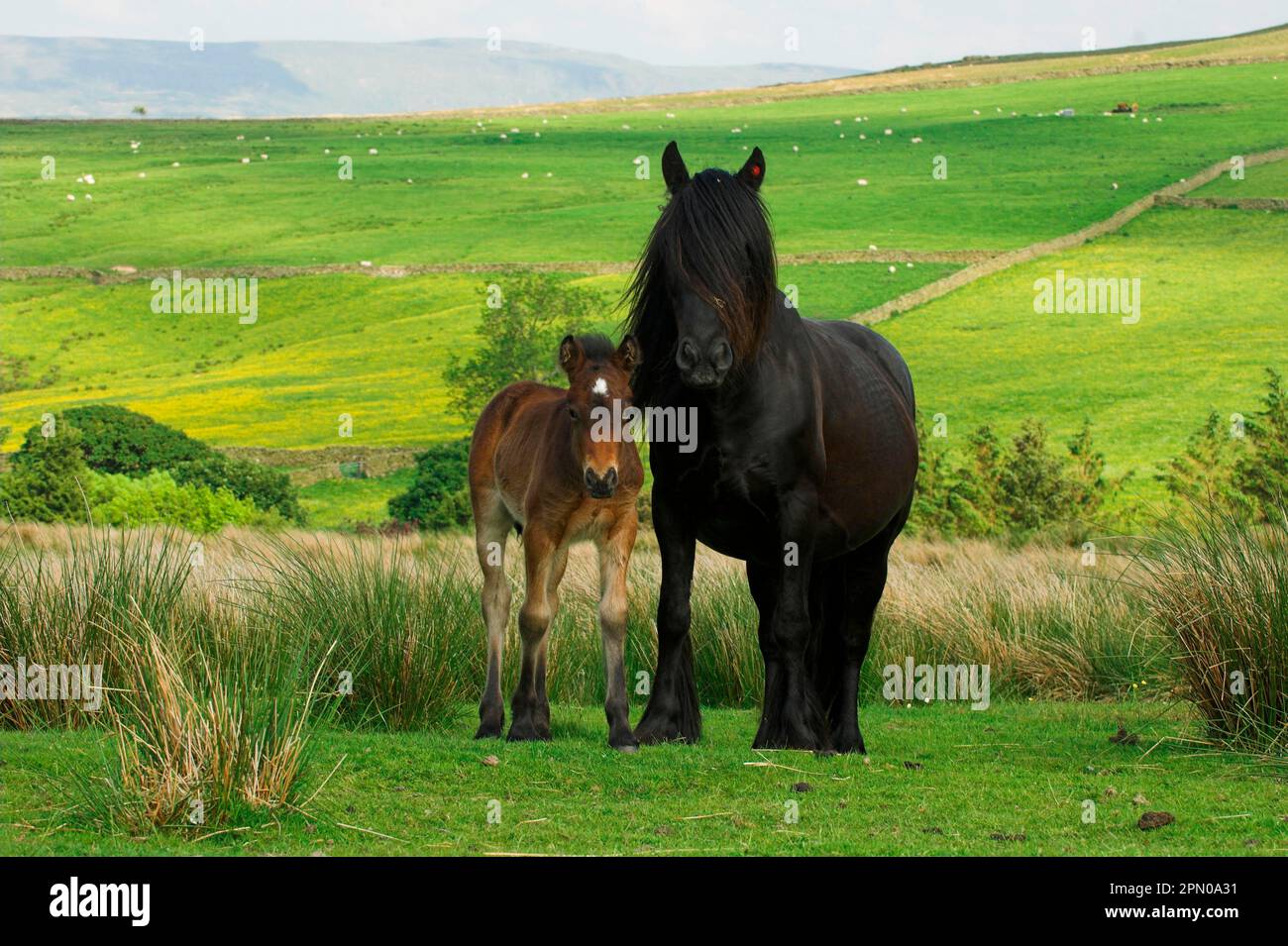 Fell pony hi-res stock photography and images - Alamy