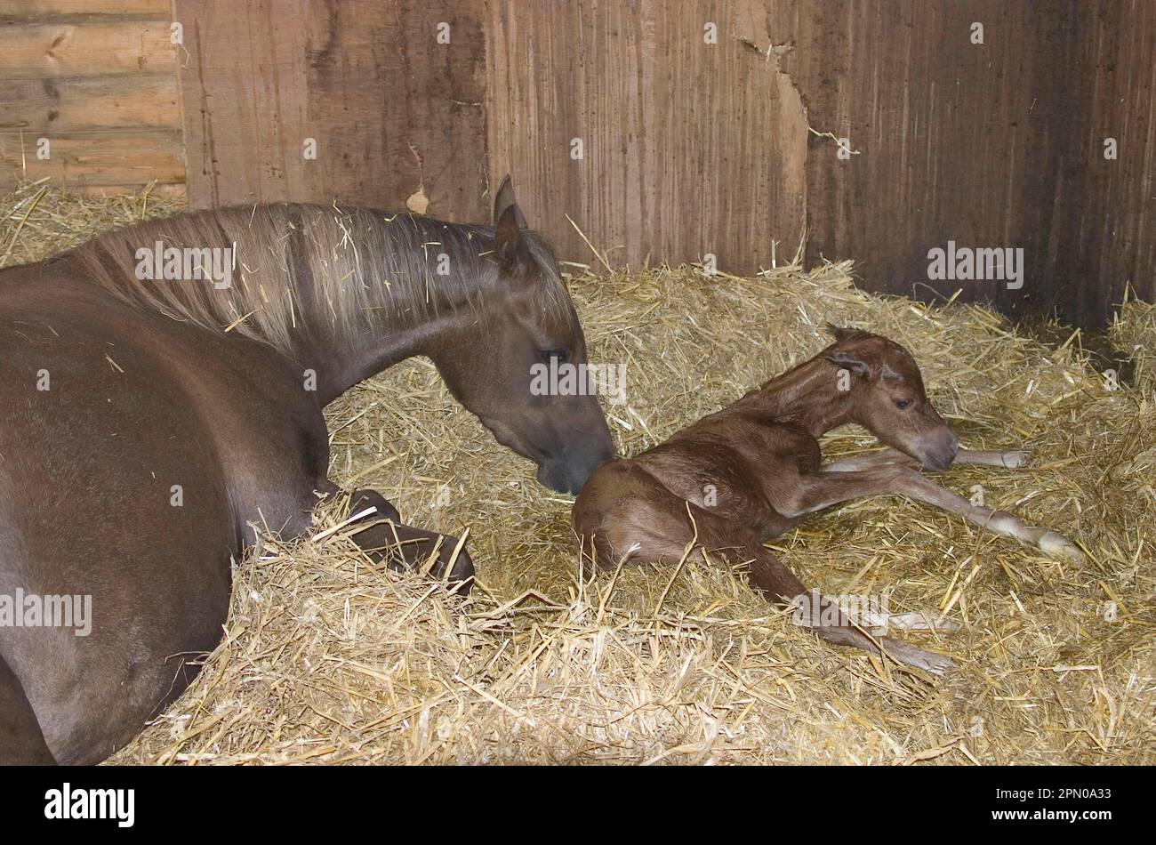 Welsh Section B Mare, Born, Colt, Foal, Horse, Birth Stock Photo - Alamy