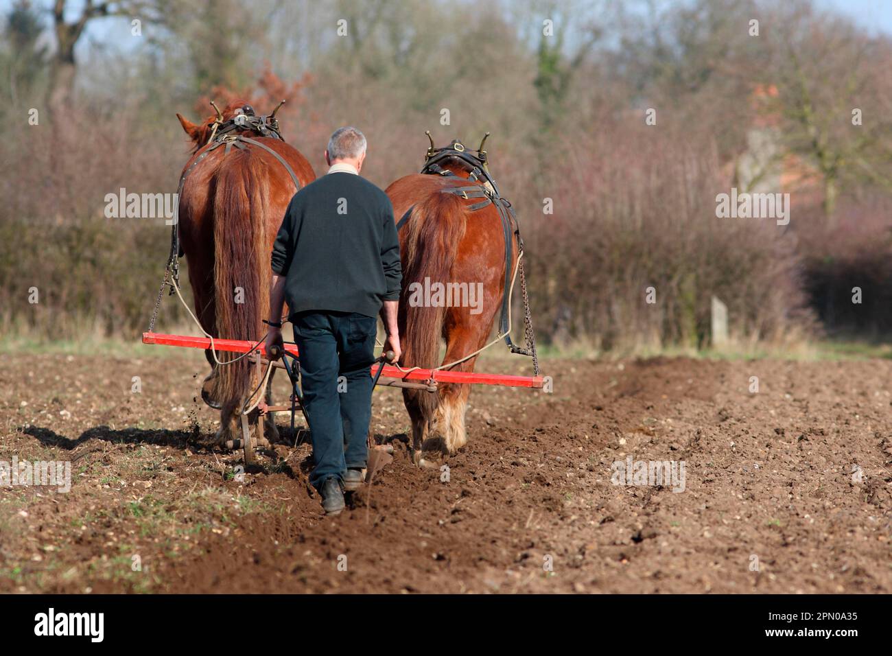 Heavy horse, two adults, working, ploughing field with ploughman ...