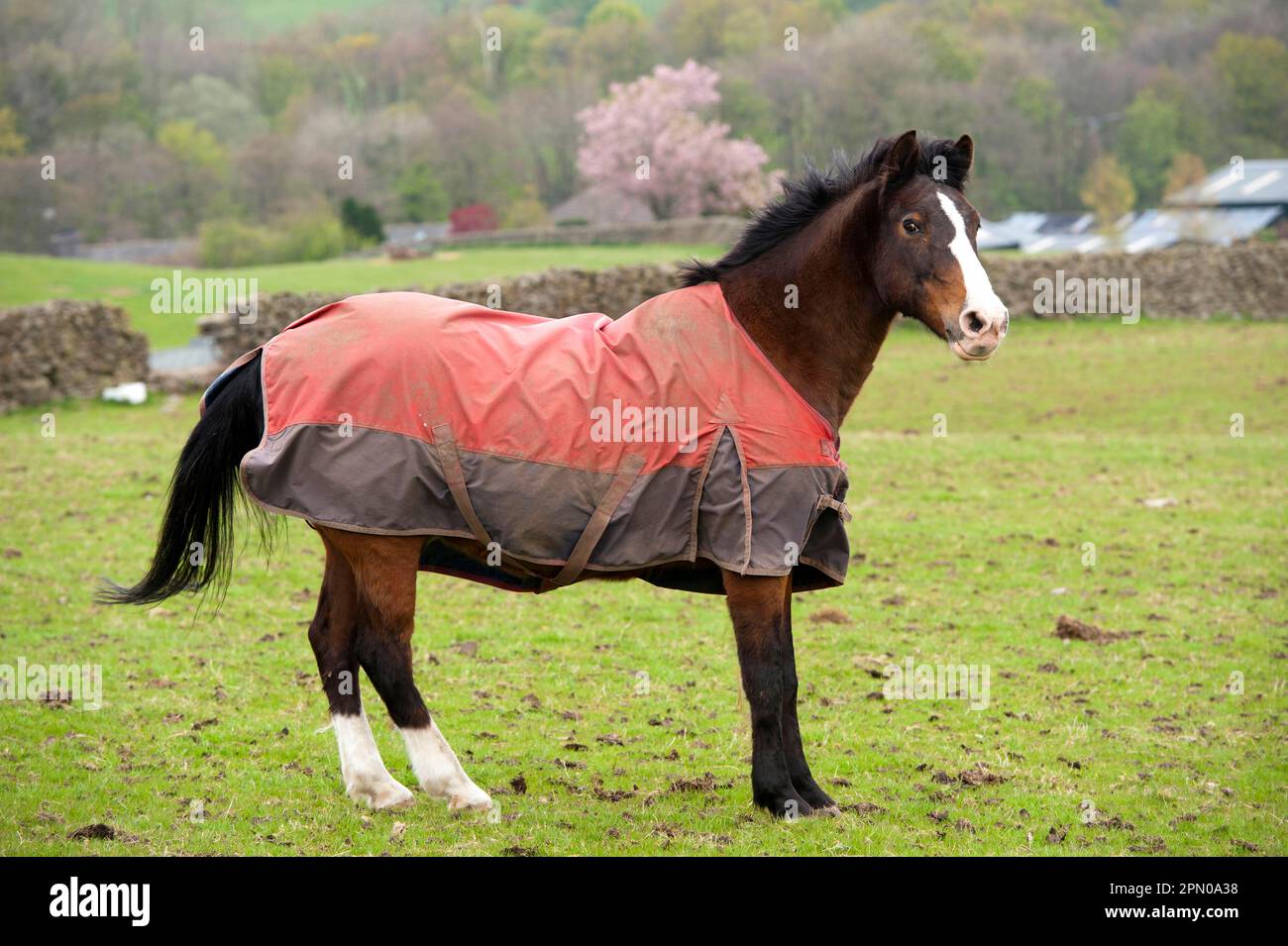 Horse, adult, with reversible blanket, standing in pasture on a cold ...