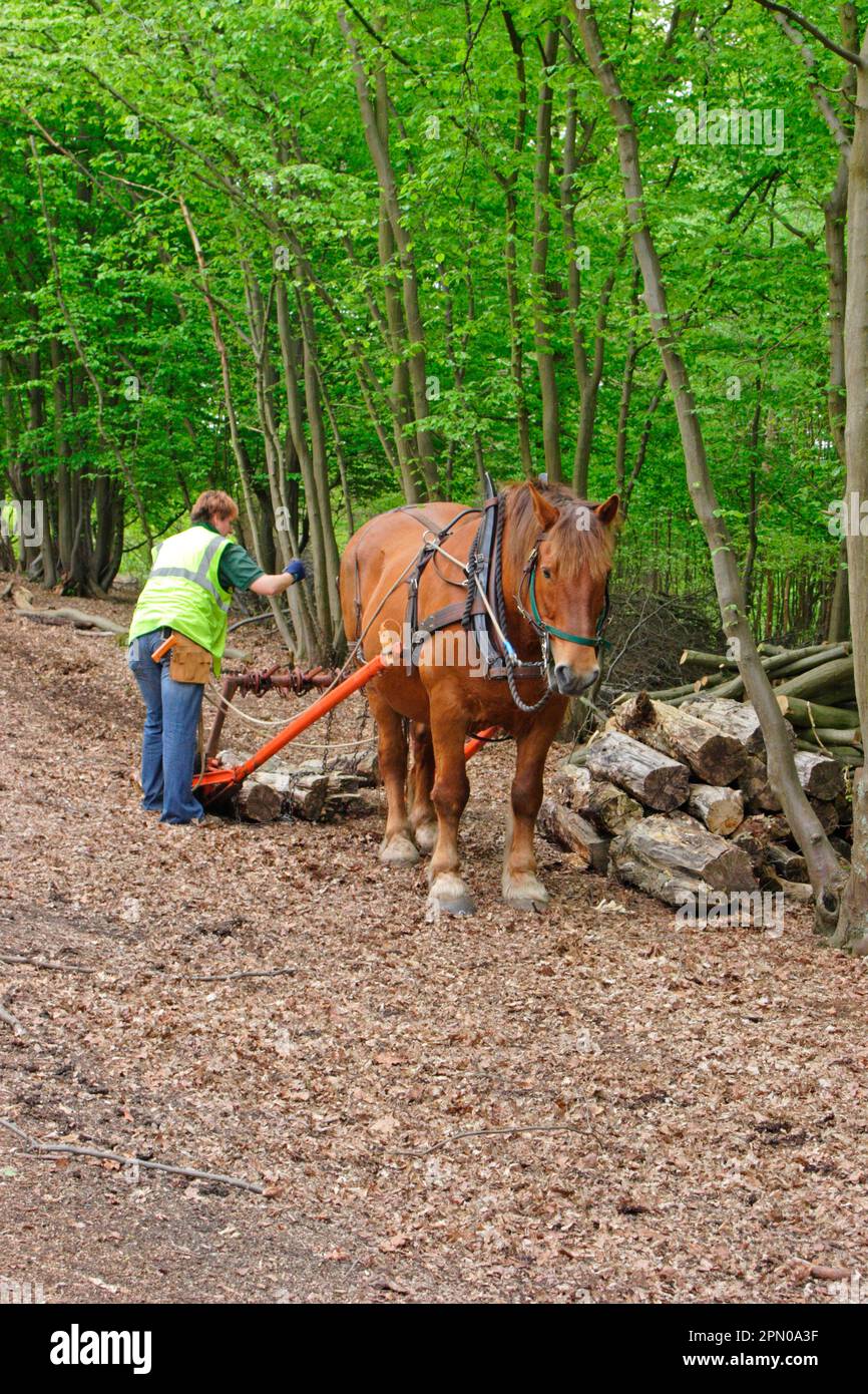 Suffolk Punch, used for forestry work, collecting logs in the forest, Essex, England, United ...
