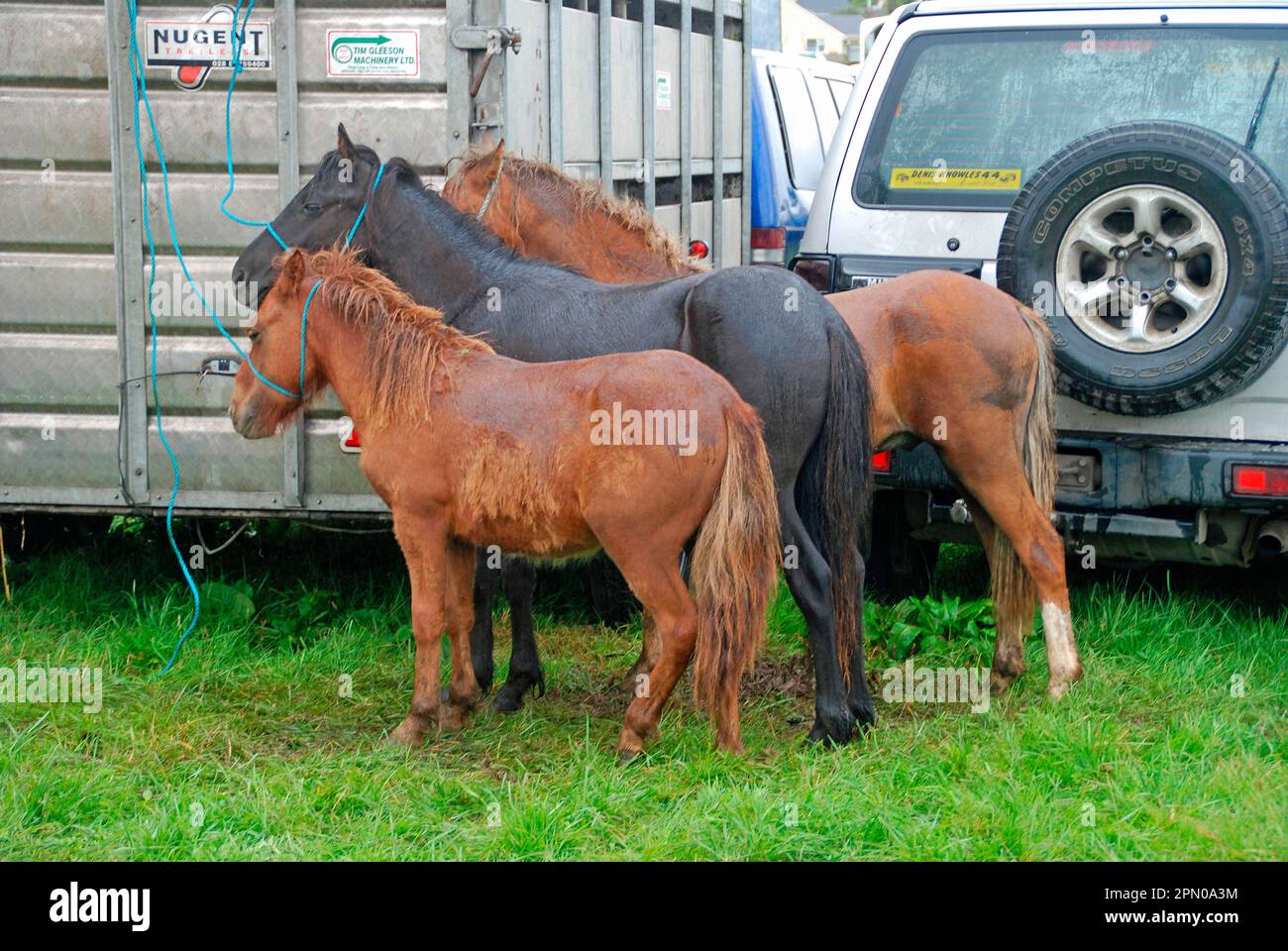 Horse fair, ponies tied up in the rain, Puck Fair, Killorglin, County ...