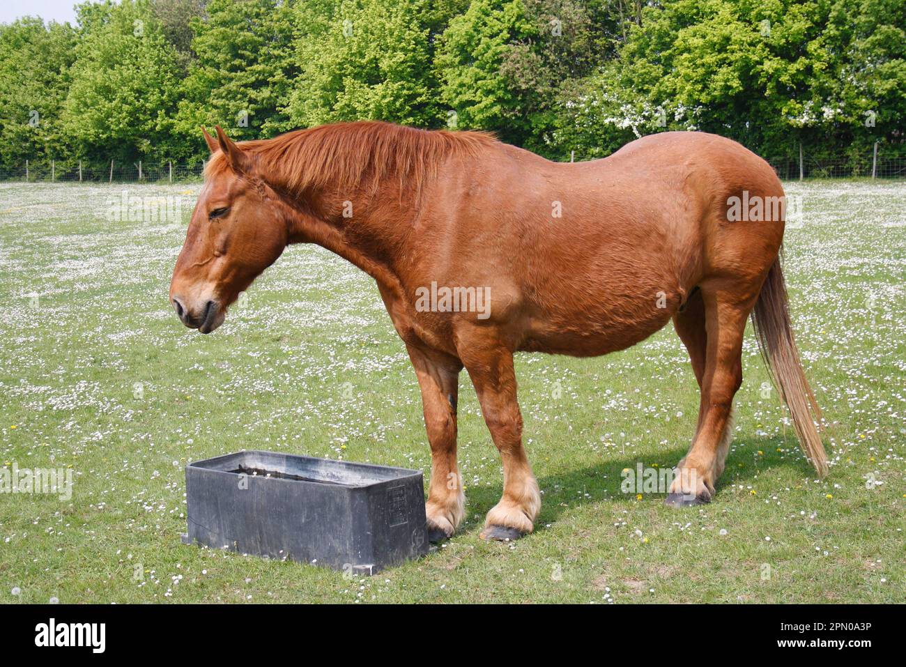 Horse, Suffolk Punch, stallion, drinking from trough in paddock, Museum ...