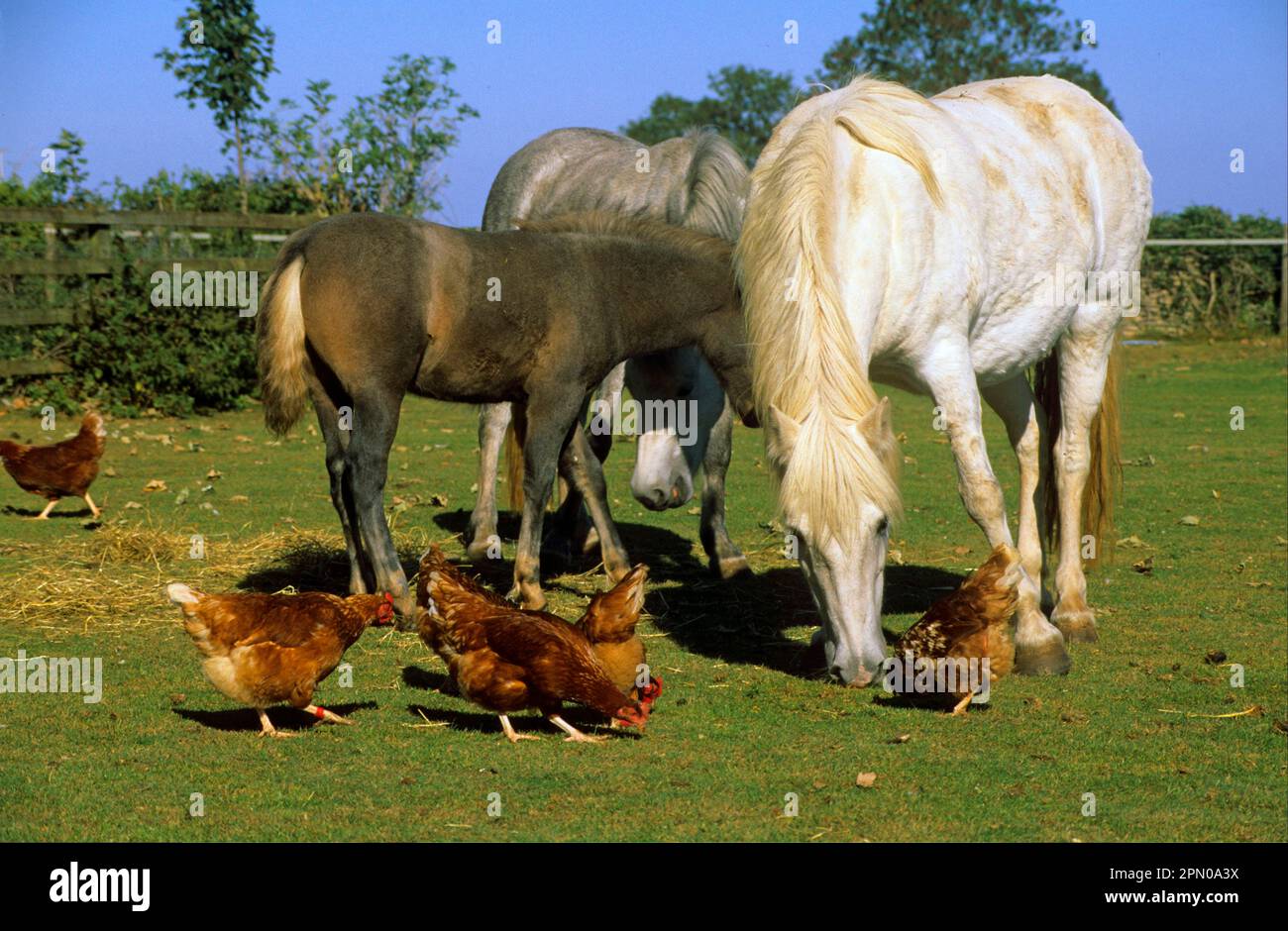 Horse, pony, Eriskay ponies and foals with free-range hens in the field ...