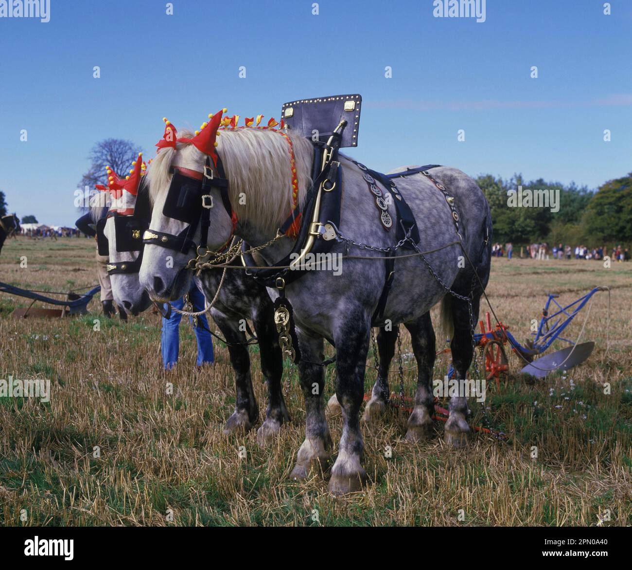 Plow horse harness hi-res stock photography and images - Alamy