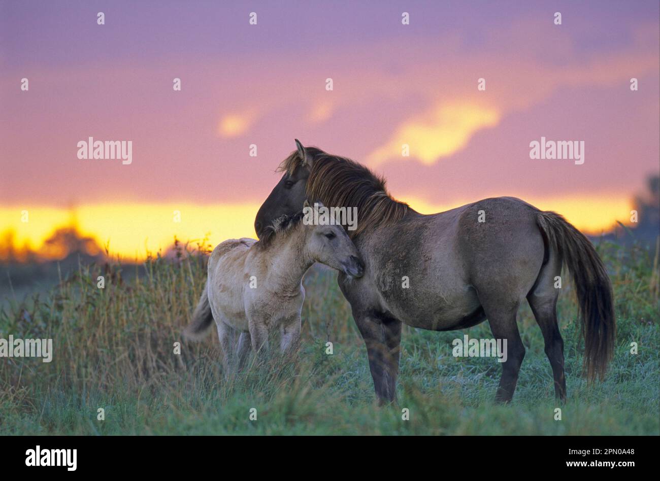 Konik Horse (Tarpan) mare and foal at dawn, Stodmarsh National Nature ...