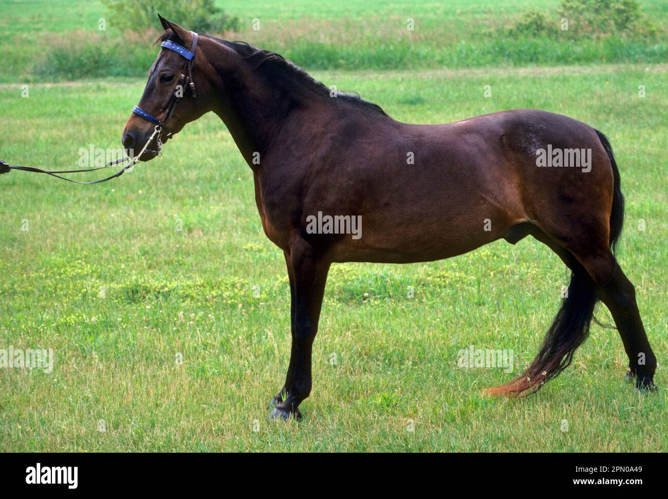 Horse, Morgan Lippitt, standing on grass, bridle Stock Photo - Alamy