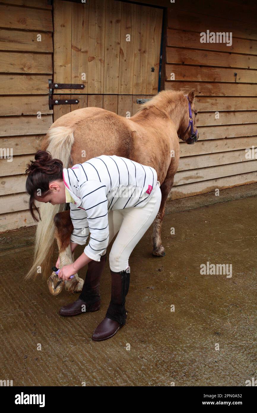 Clean pony hi-res stock photography and images - Alamy