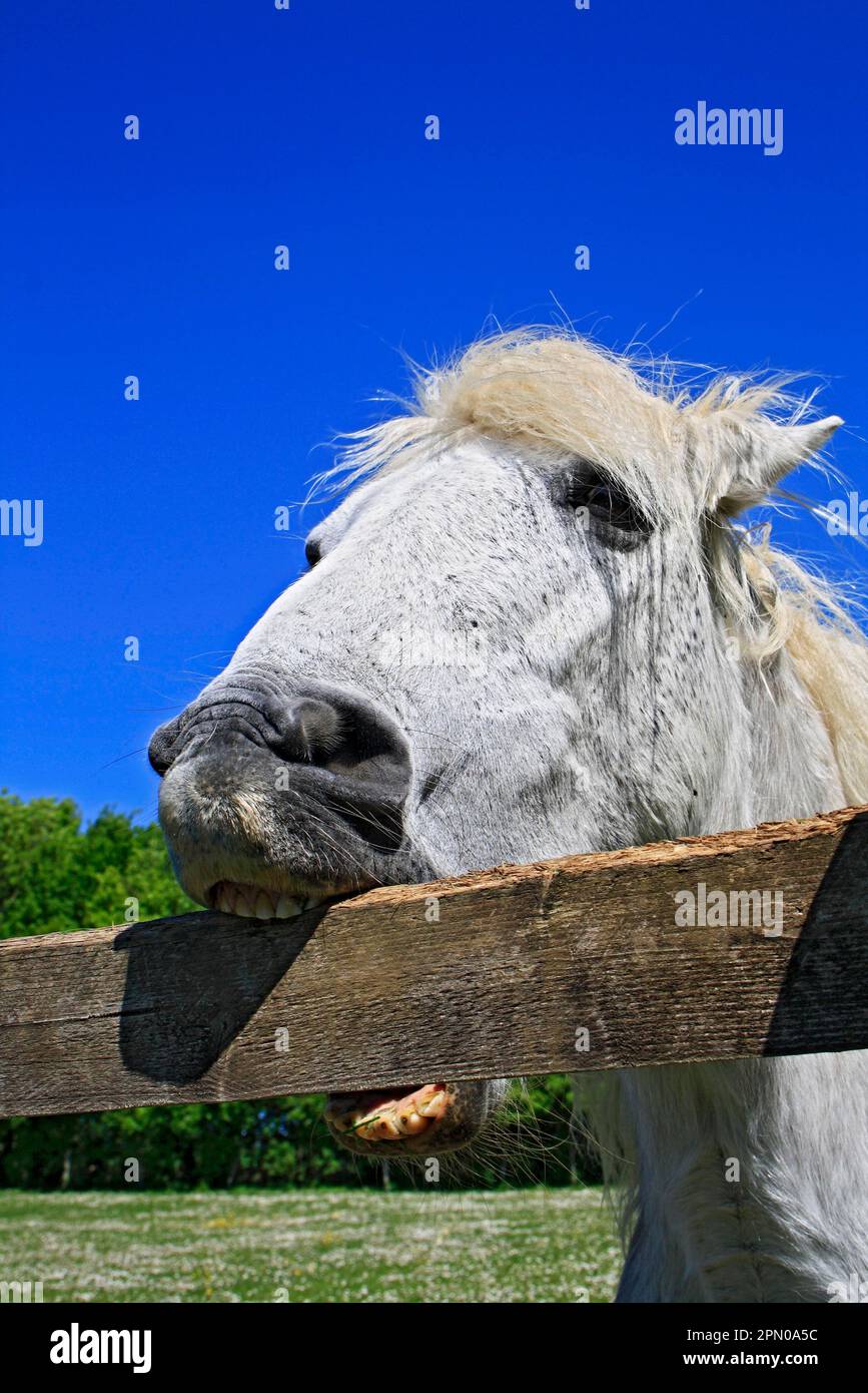 Horse, Pony, grey adult, close-up of head, crib-biting and windsucking ...