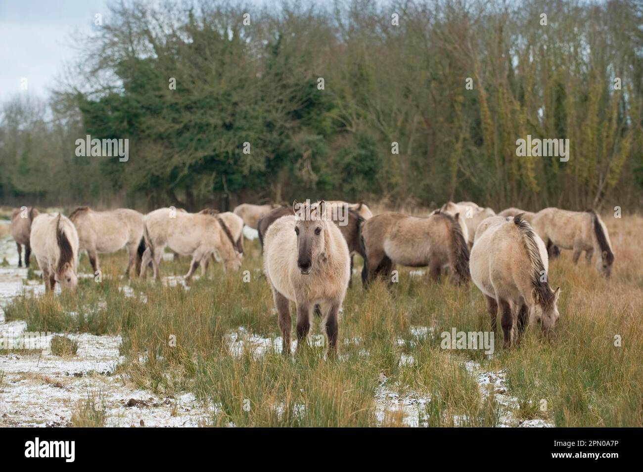 Konik horse, herd, grazing on moorland habitat, Ham Fen Nature Reserve ...