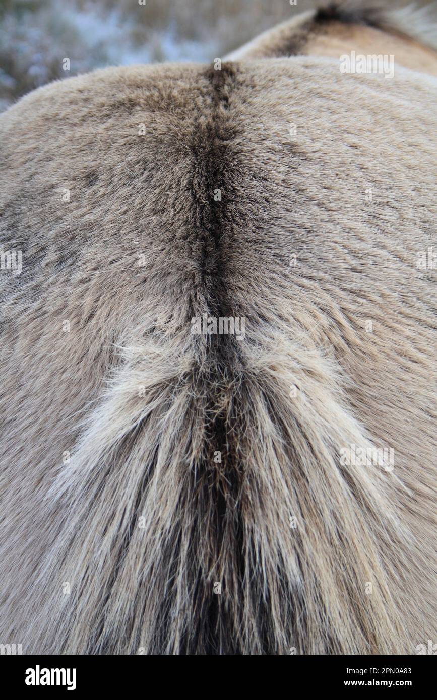 Konik Horse, gelding, close-up of dorsal stripe, in river valley fen ...